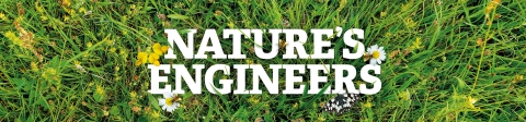 Nature's Engineers | Herts and Middlesex Wildlife Trust