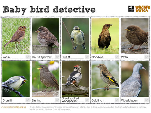 Spring Spotter Sheets | Herts and Middlesex Wildlife Trust