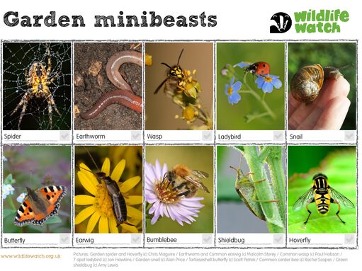 Spring Spotter Sheets | Herts and Middlesex Wildlife Trust