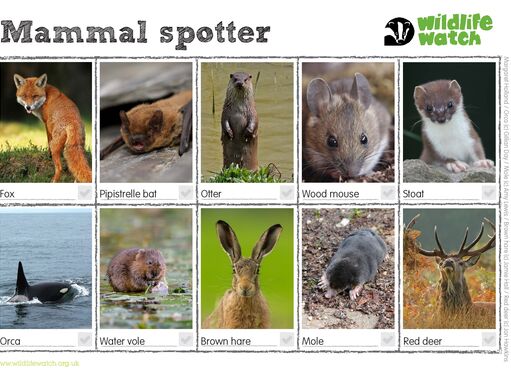 Spring Spotter Sheets | Herts and Middlesex Wildlife Trust