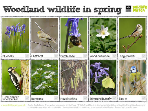 Spring Spotter Sheets | Herts and Middlesex Wildlife Trust