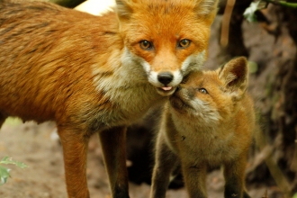 Wild at Home | Herts and Middlesex Wildlife Trust