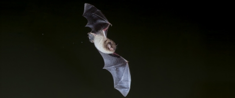 Brilliant Bats | Herts and Middlesex Wildlife Trust