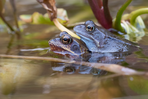 Frogs are a hop hop hopping | Herts and Middlesex Wildlife Trust