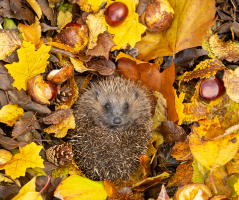 Hibernation – wildlife’s winter survival strategy | Herts and Middlesex ...