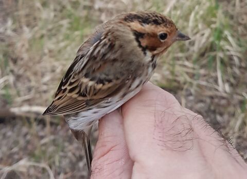 First Sighting of Little Bunting in Hertfordshire Since 2007 | Herts ...