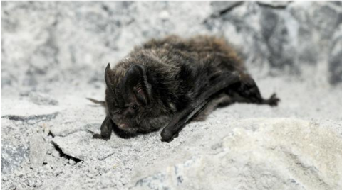 Tracking Down One of the UK's Rarest Bats in Herts | Herts and ...