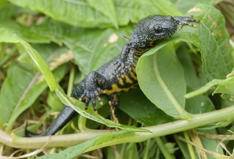 Our Three Native Newts | Herts and Middlesex Wildlife Trust