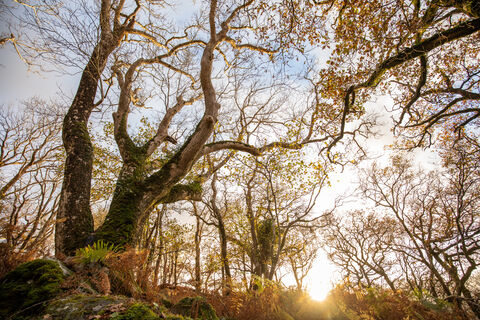 Judaism and nature conservation – Tu B’Shvat & shmita | Herts and ...
