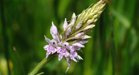 What to see in June | Herts and Middlesex Wildlife Trust
