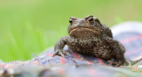 Frogs and Toads - How to tell the difference | Herts and Middlesex ...