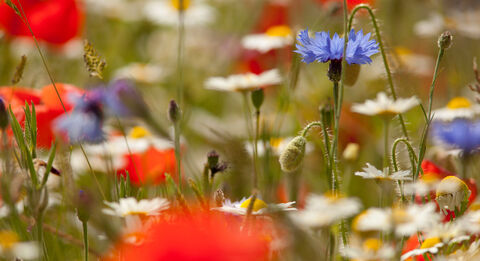 6 facts you didn't know about wildflowers | Herts and Middlesex ...