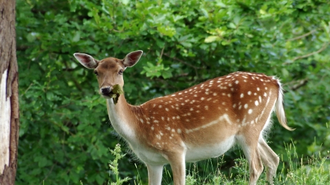 Fallow deer | Herts and Middlesex Wildlife Trust