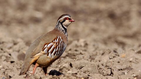 Red-legged partridge | Herts and Middlesex Wildlife Trust