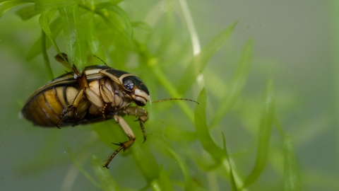 Great diving beetle | Herts and Middlesex Wildlife Trust