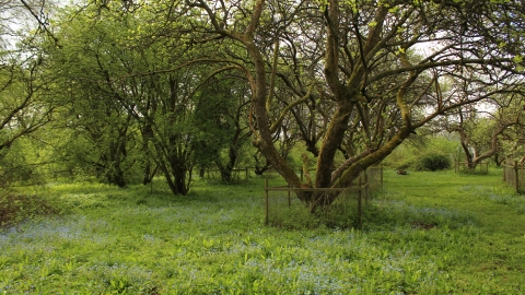 Tewin Orchard and Hopkyns Wood | Herts and Middlesex Wildlife Trust