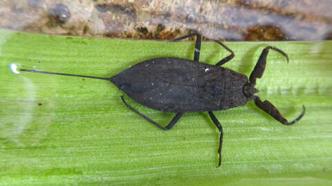 Water scorpion | Herts and Middlesex Wildlife Trust
