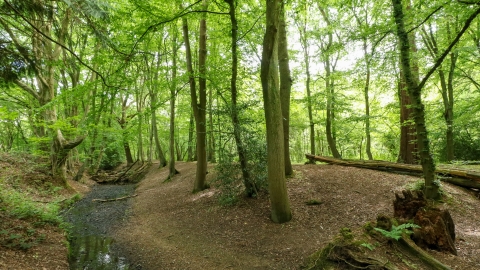 Gobions Wood | Herts and Middlesex Wildlife Trust
