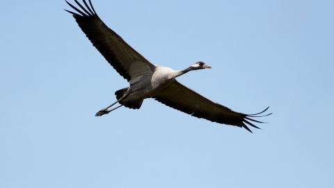 Common crane | Herts and Middlesex Wildlife Trust