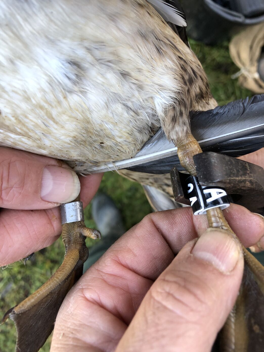 Quack-nav! Ducks tracked for the first time using GPS | Herts and ...