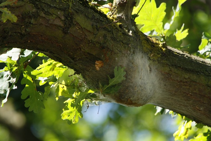 Oak Processionary Moth | Herts and Middlesex Wildlife Trust