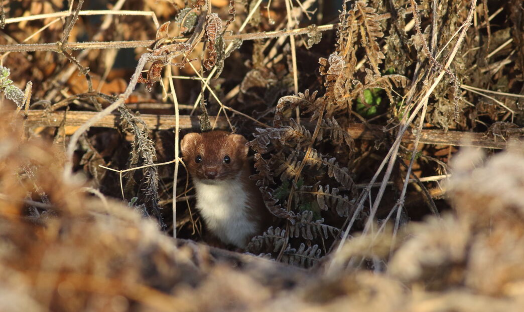 Wild Snaps 2023| Herts and Middlesex Wildlife Trust