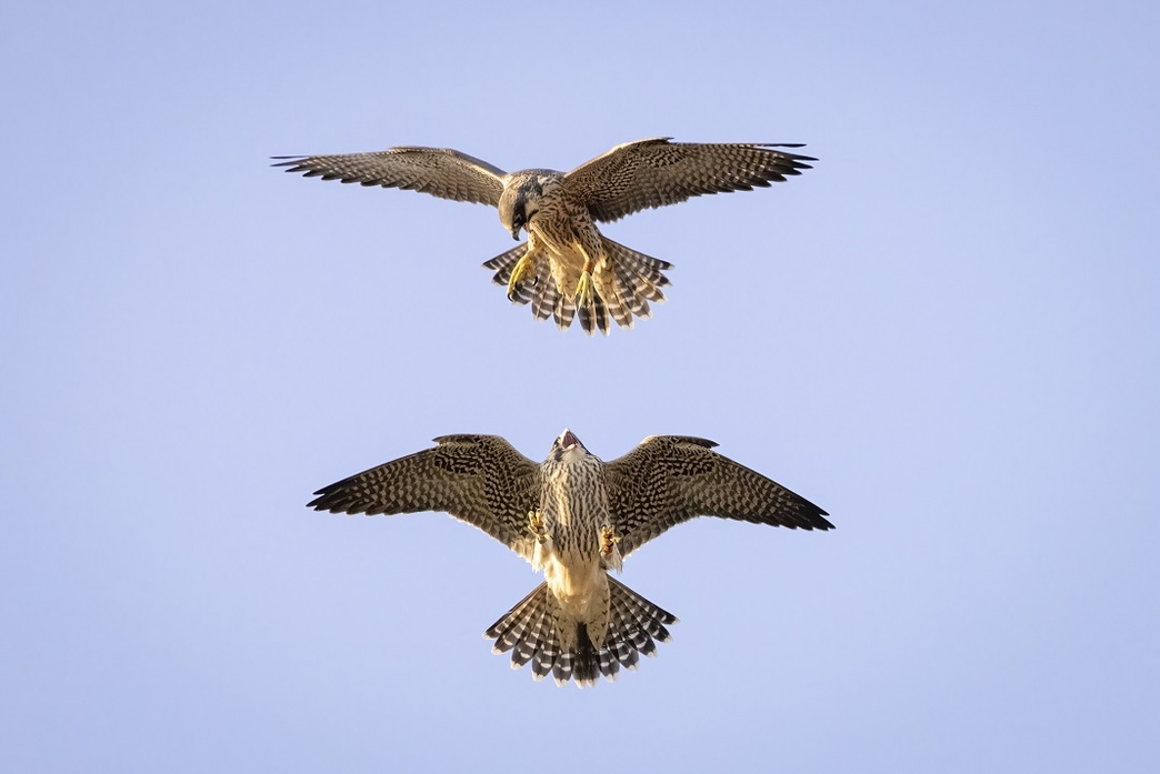 Wild Snaps 2023| Herts and Middlesex Wildlife Trust