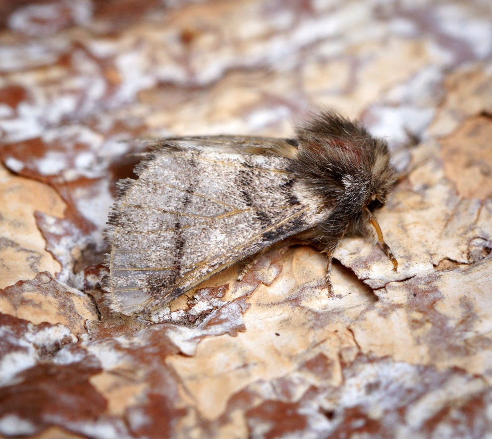 Oak Processionary Moth | Herts and Middlesex Wildlife Trust