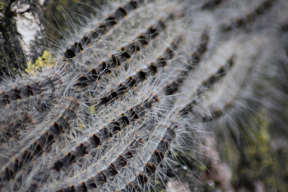 Oak Processionary Moth | Herts and Middlesex Wildlife Trust
