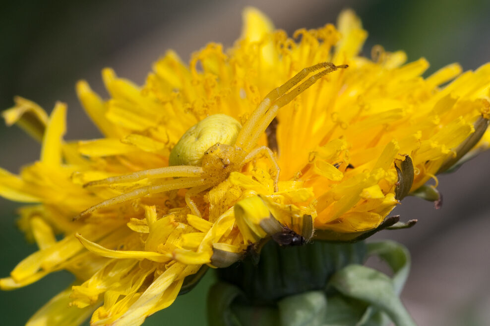 The secret lives of spiders | Herts and Middlesex Wildlife Trust