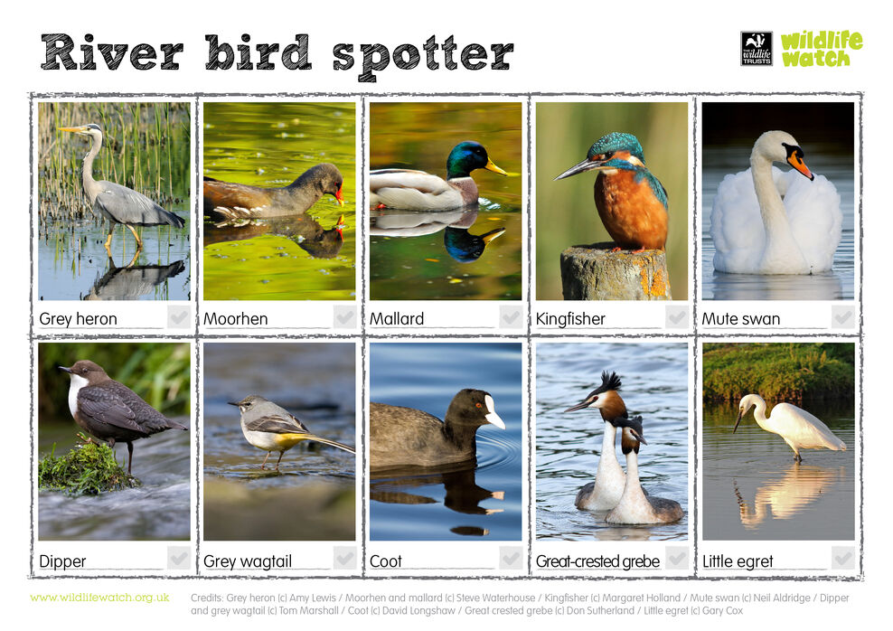 Spring Spotter Sheets | Herts and Middlesex Wildlife Trust