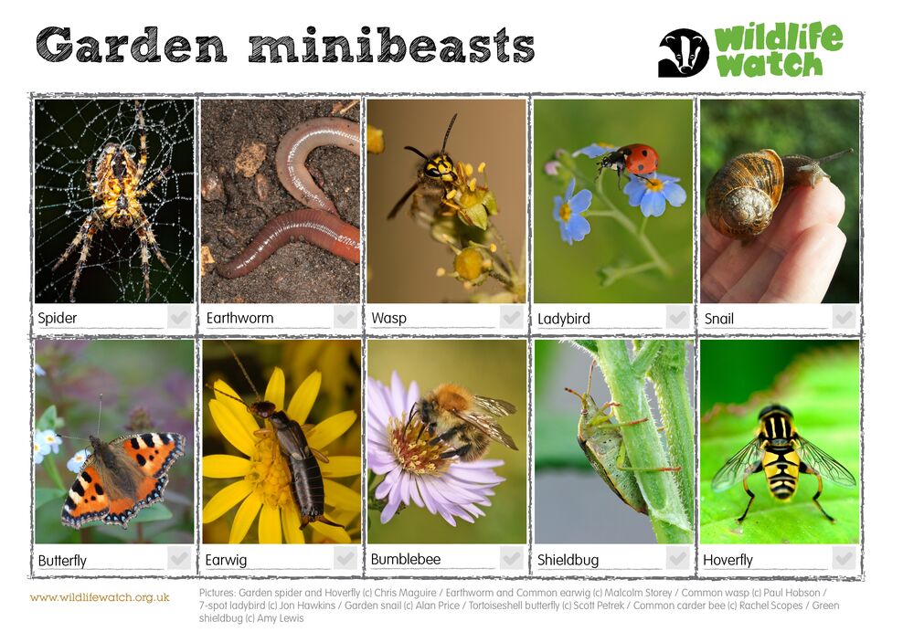 Spring Spotter Sheets | Herts and Middlesex Wildlife Trust
