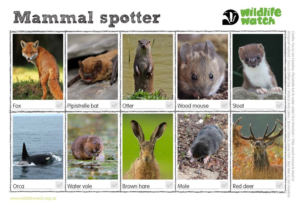 Spring Spotter Sheets | Herts and Middlesex Wildlife Trust