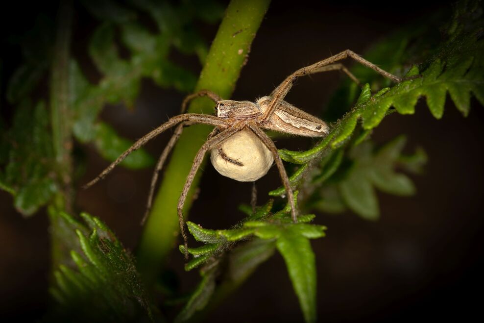 Spiders and Their Common Thread | Herts and Middlesex Wildlife Trust