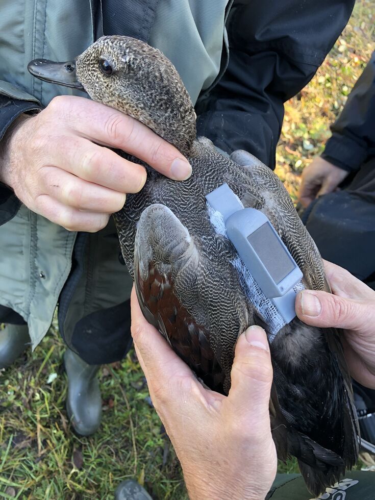 Quack-nav! Ducks tracked for the first time using GPS | Herts and ...