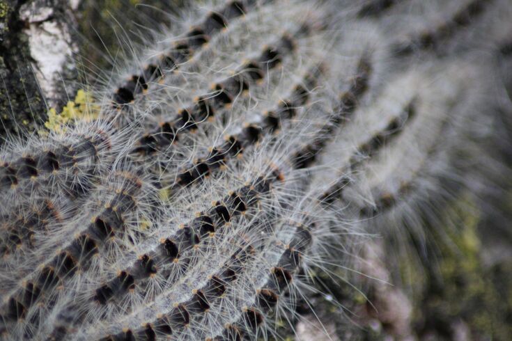 Oak Processionary Moth | Herts and Middlesex Wildlife Trust