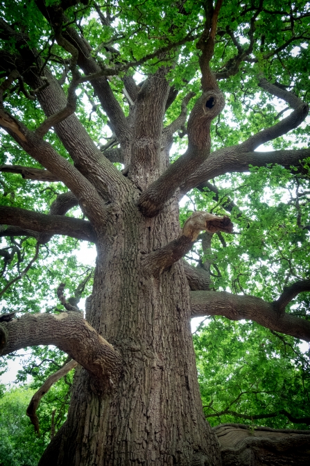 Panshanger Park | Herts and Middlesex Wildlife Trust