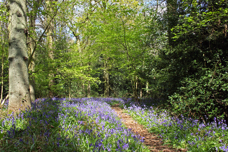 Your Top 5 Nature Reserves to See Bluebells | Herts and Middlesex ...