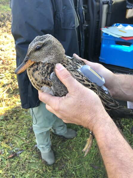 Quack-nav! Ducks tracked for the first time using GPS | Herts and ...