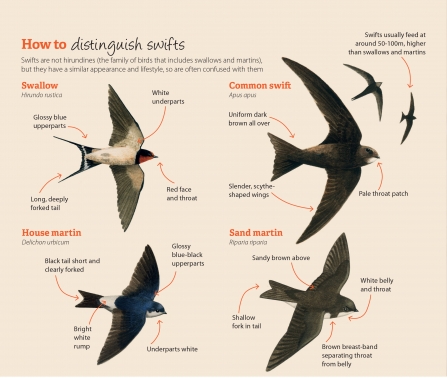 Action for swifts | Herts and Middlesex Wildlife Trust
