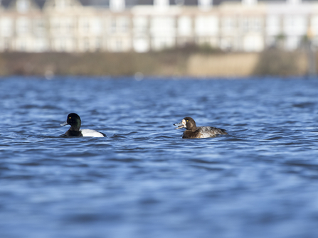 How to identify diving ducks | Herts and Middlesex Wildlife Trust