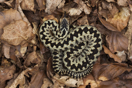 The Great British Snake Off | Herts and Middlesex Wildlife Trust