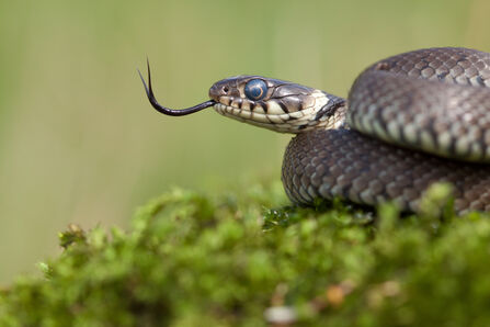 The Great British Snake Off | Herts and Middlesex Wildlife Trust