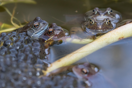 Frogs are a hop hop hopping | Herts and Middlesex Wildlife Trust