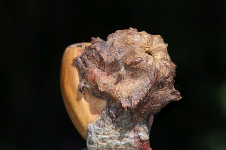 Weird and Wonderful Tree Galls | Herts and Middlesex Wildlife Trust