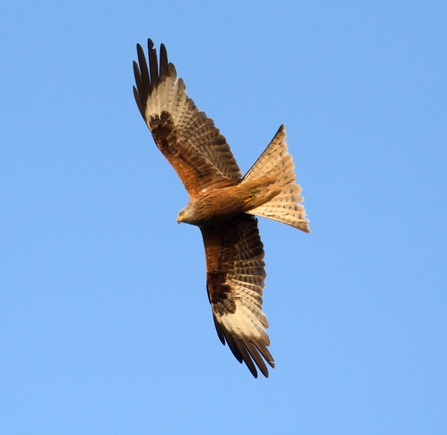 Three of the Region’s Favourite Raptors | Herts and Middlesex Wildlife ...