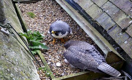 Live Action as Peregrine Falcons at St Albans Cathedral Return to our ...